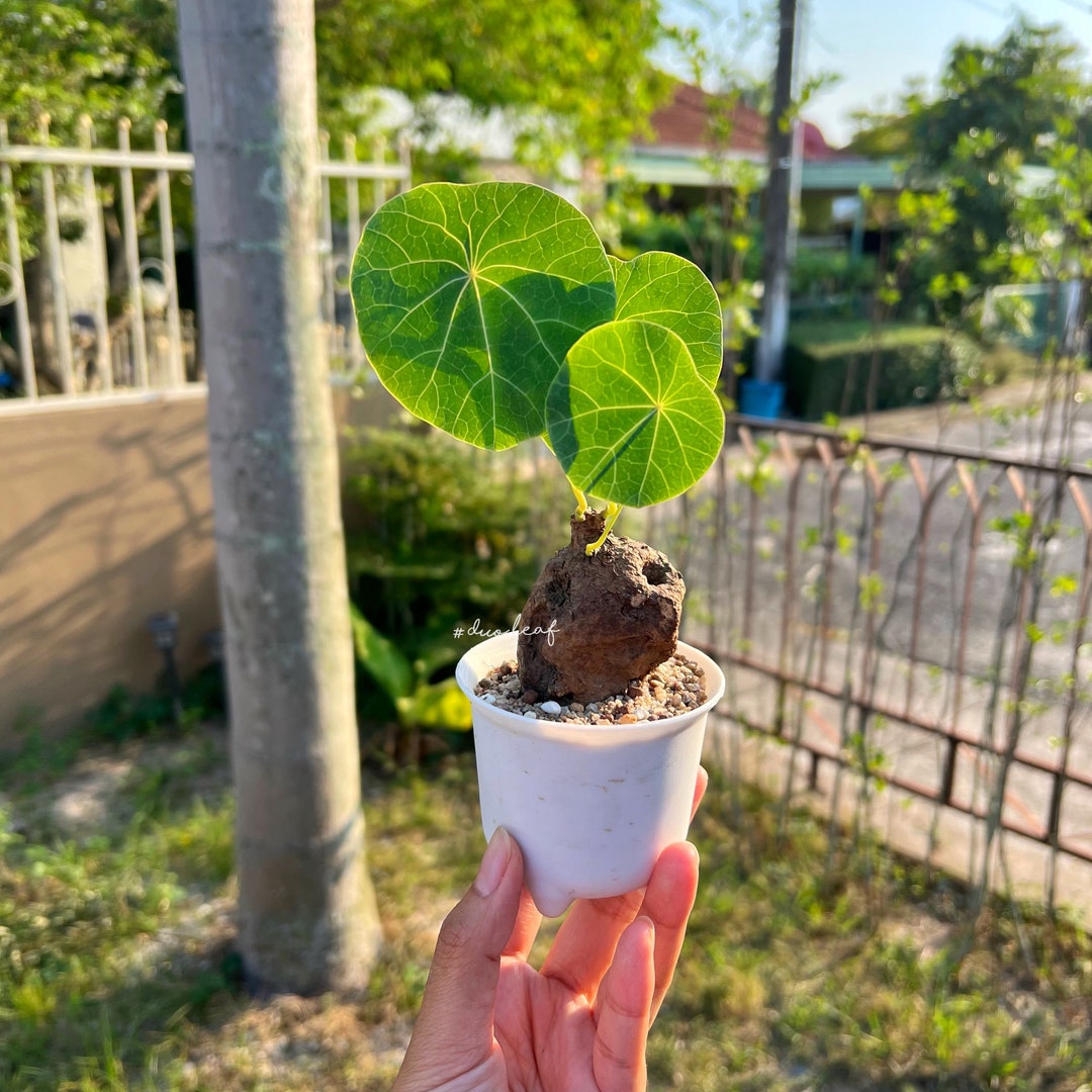 Stephanie Nova S kaweesakii Rare Plant / Collection / - Etsy