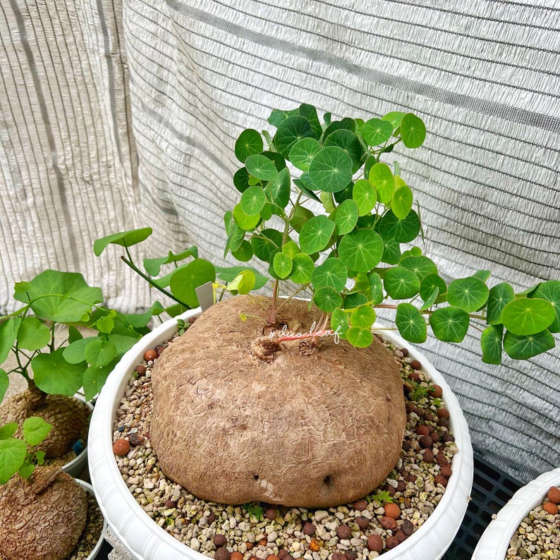 4 Kg Rare Stephania Erecta Giant Size / Decorative Foliage, Succulent ...