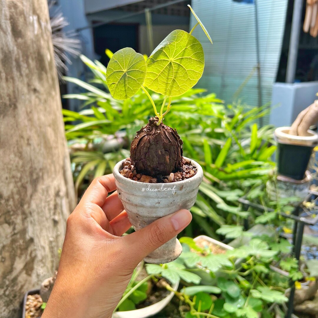 Round Bulb Stephania Nova S Size kaweesakii / Caudice / Caduex Plant ...