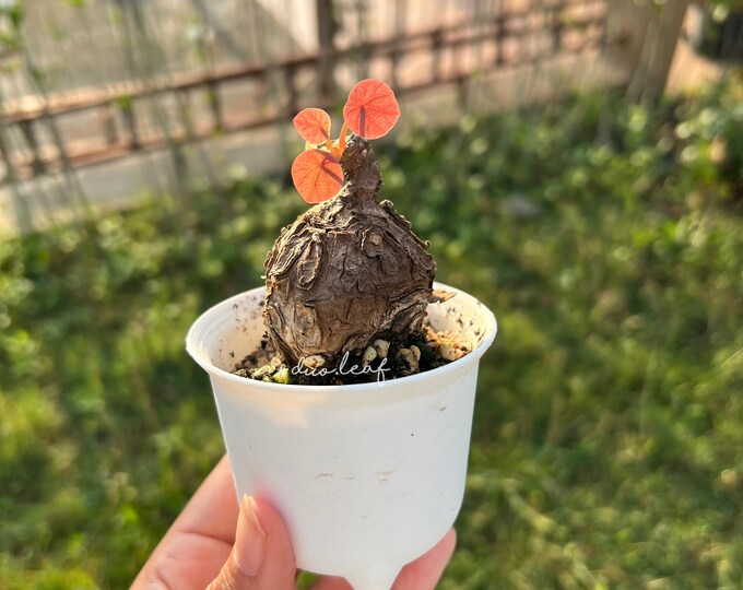 Red Leaf of Stephanie Nova S (kaweesakii) Rare Plant / Collection ...