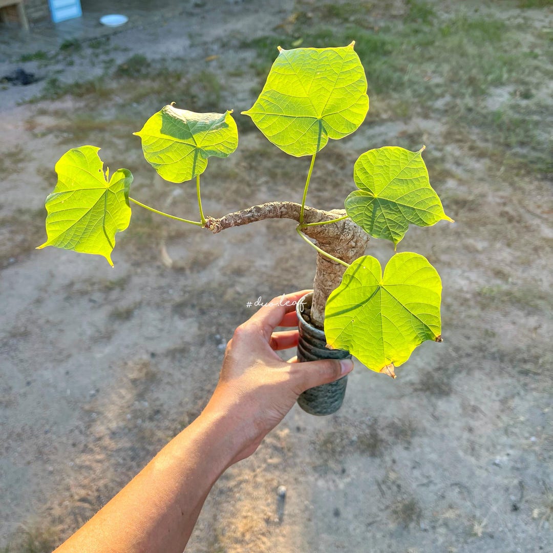 Firmiana Colorata (sterculia Colorata) | Rare Tropical Tree Seedling ...
