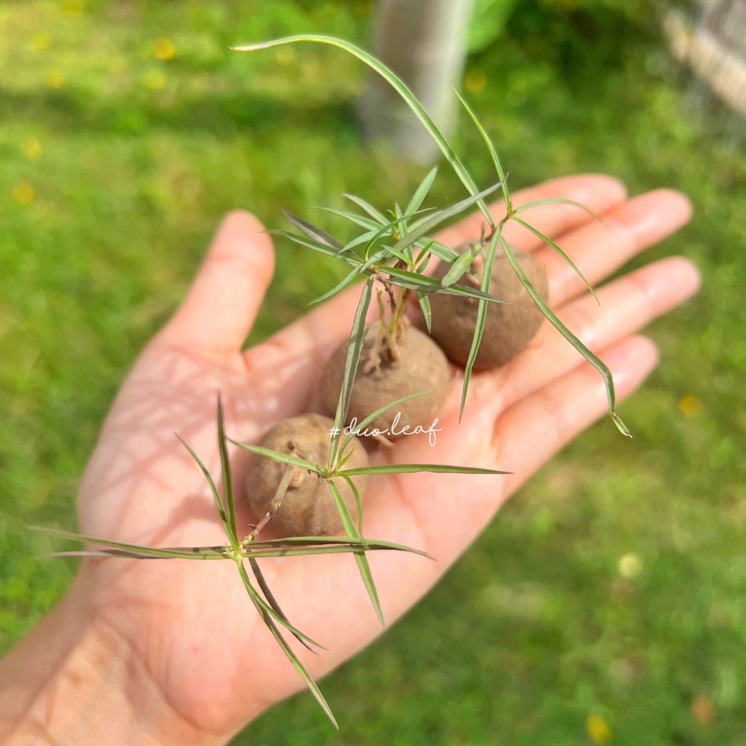 Brachystelma Spp. Caudex 2 –3.3cm | Rare Succulent Plant | Exotic ...