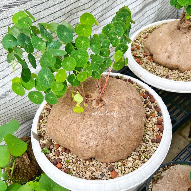 4 Kg Rare Stephania Erecta Giant Size / Decorative Foliage, Succulent ...