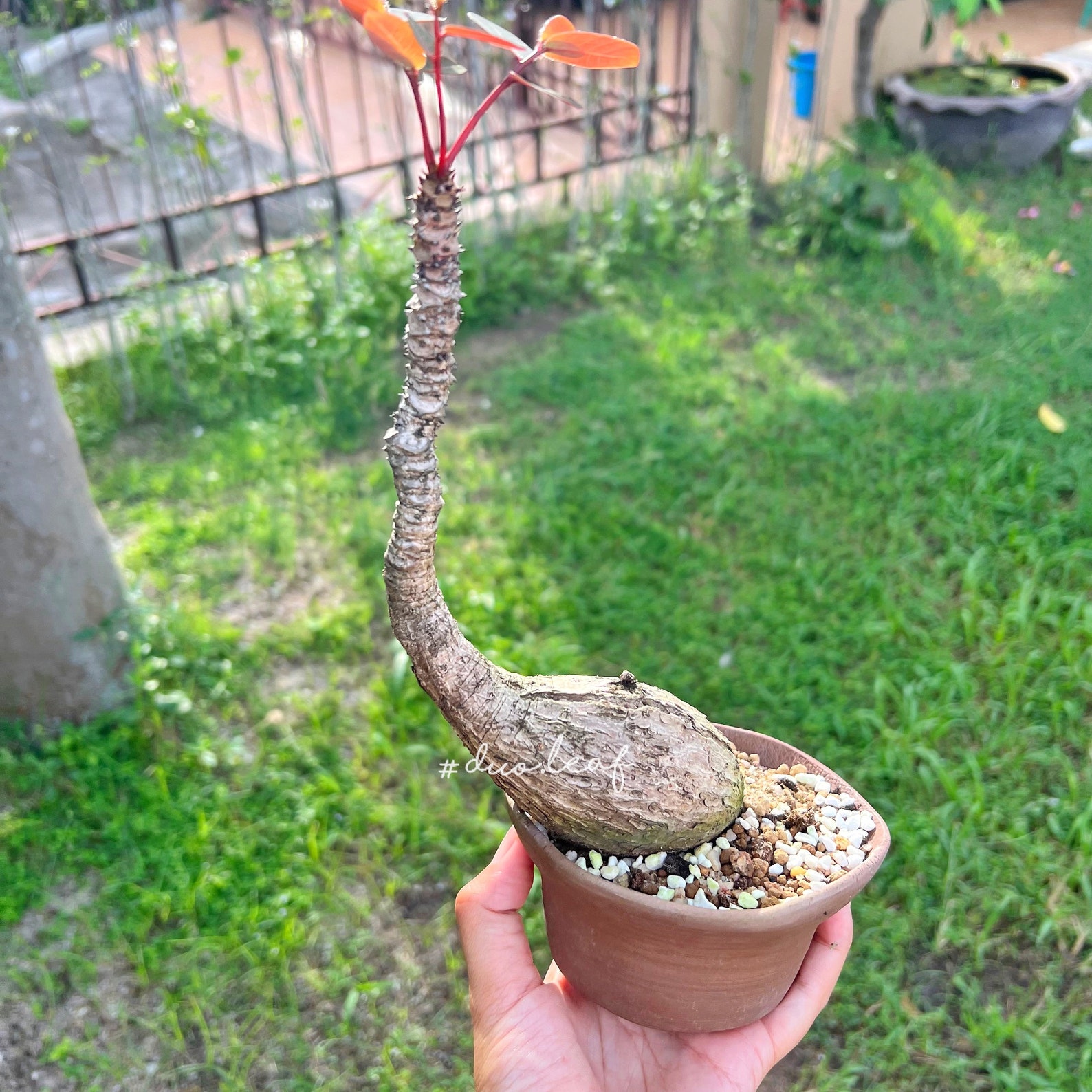 Phyllanthus Mirabilis Long Stem Form rare Plant / Exotic - Etsy