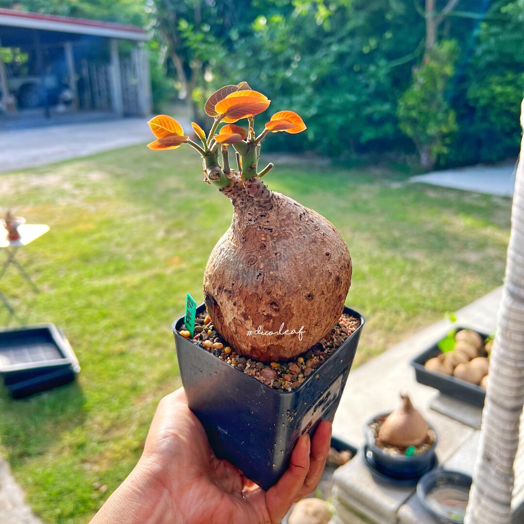 Fat Phyllanthus Mirabilis 296g 奇異油柑 居家风水植物 Rare Plant / Caduex Plant ...