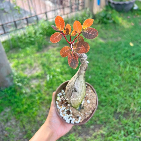 Phyllanthus Mirabilis Long Stem Form rare Plant / Exotic - Etsy