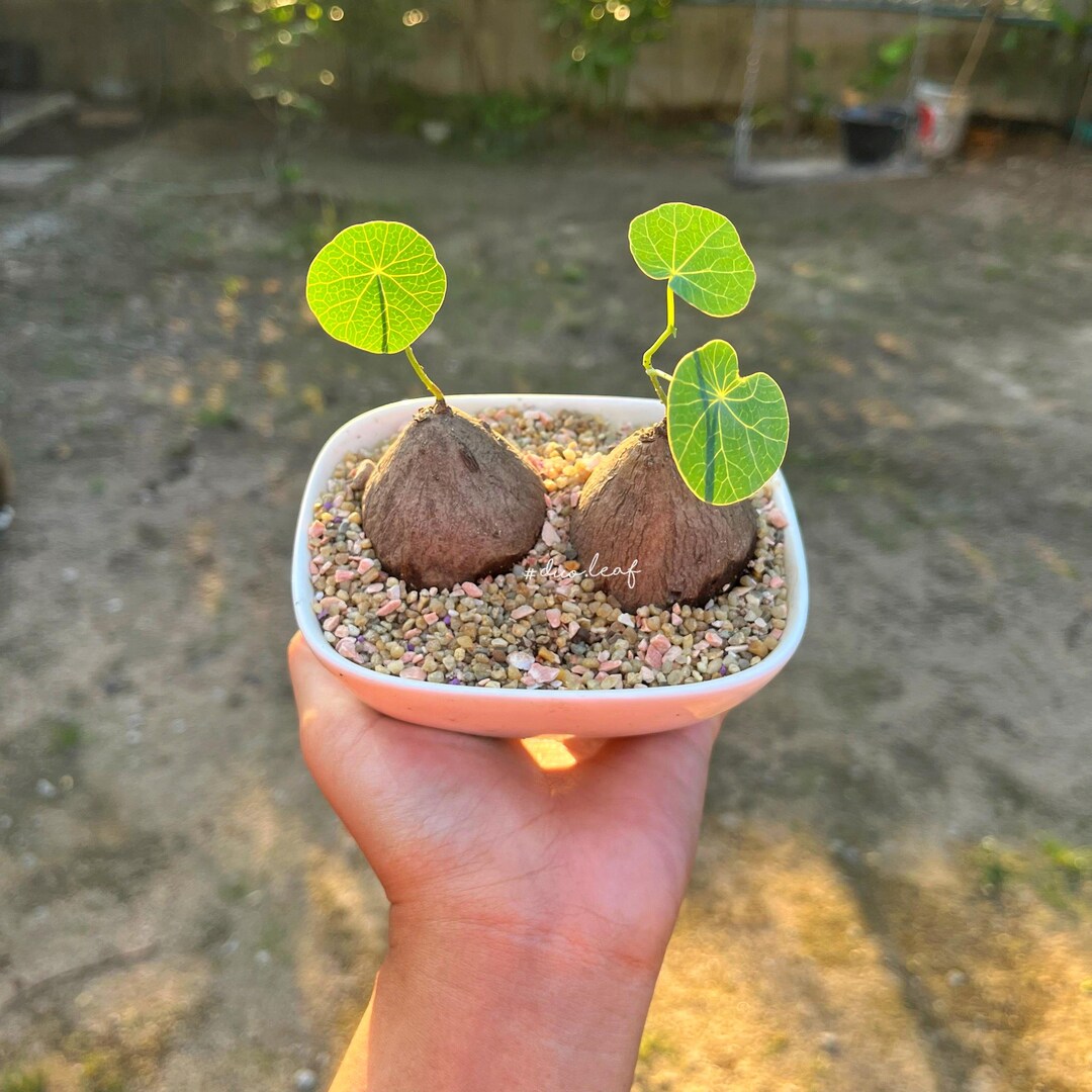 Set 2 - Stephania Erecta 4.7 Cm, Caudex for Collectors, Rare Bonsai ...