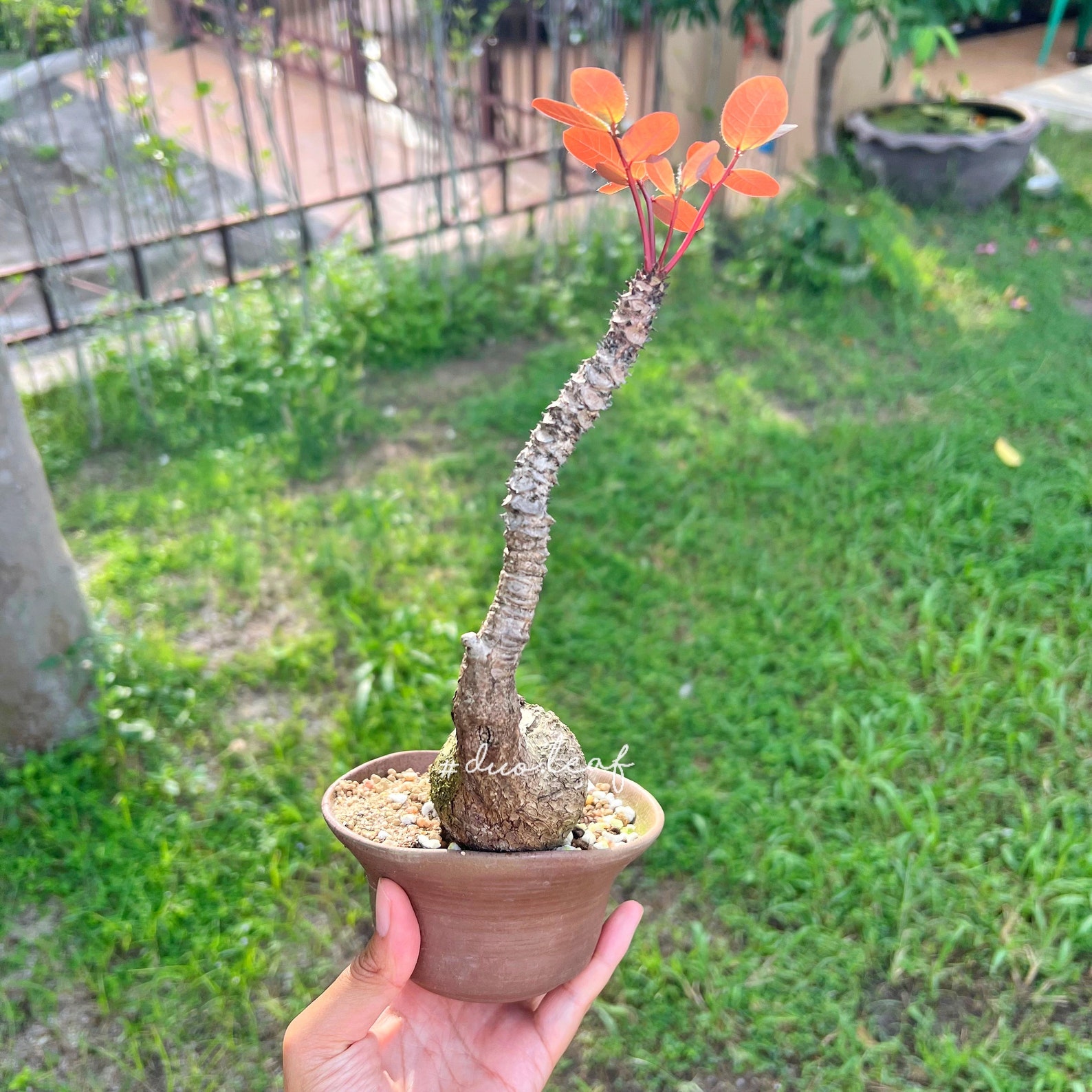 Phyllanthus Mirabilis Long Stem Form rare Plant / Exotic - Etsy