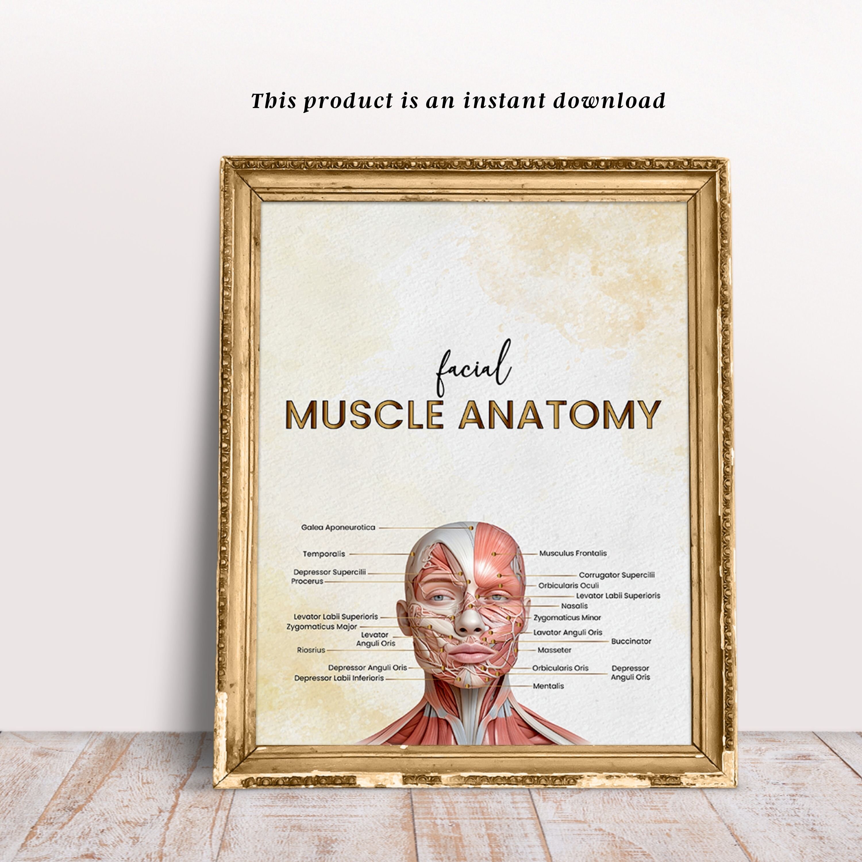 Facial Muscle Art, Facial Muscle Anatomy, Face Anatomy, Anatomy Poster ...