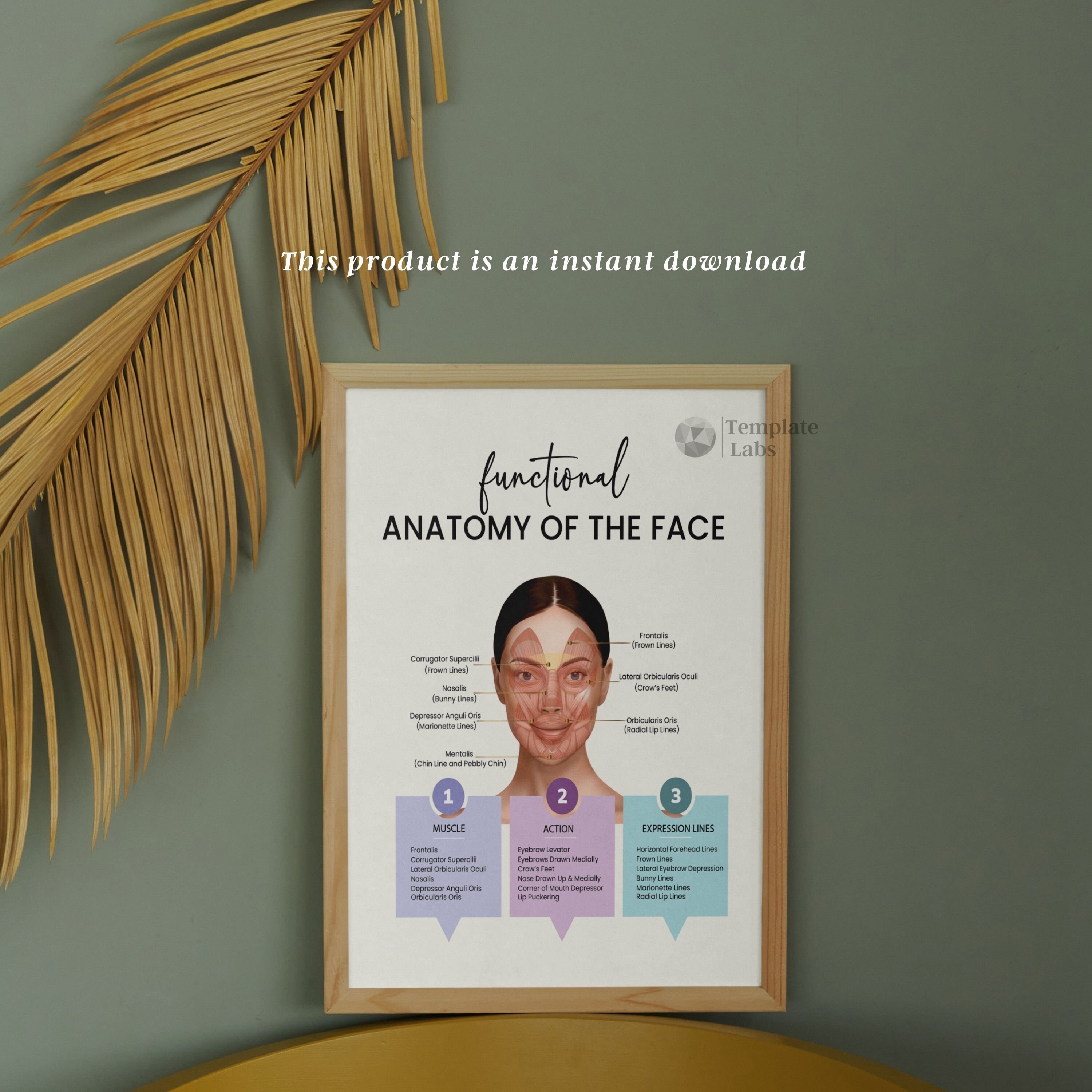 Facial Muscle Art, Facial Muscle Anatomy, Face Anatomy, Anatomy Poster ...