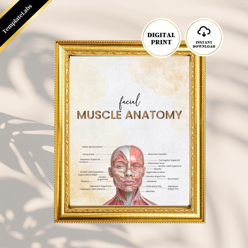Facial Muscle Art, Facial Muscle Anatomy, Face Anatomy, Anatomy Poster ...