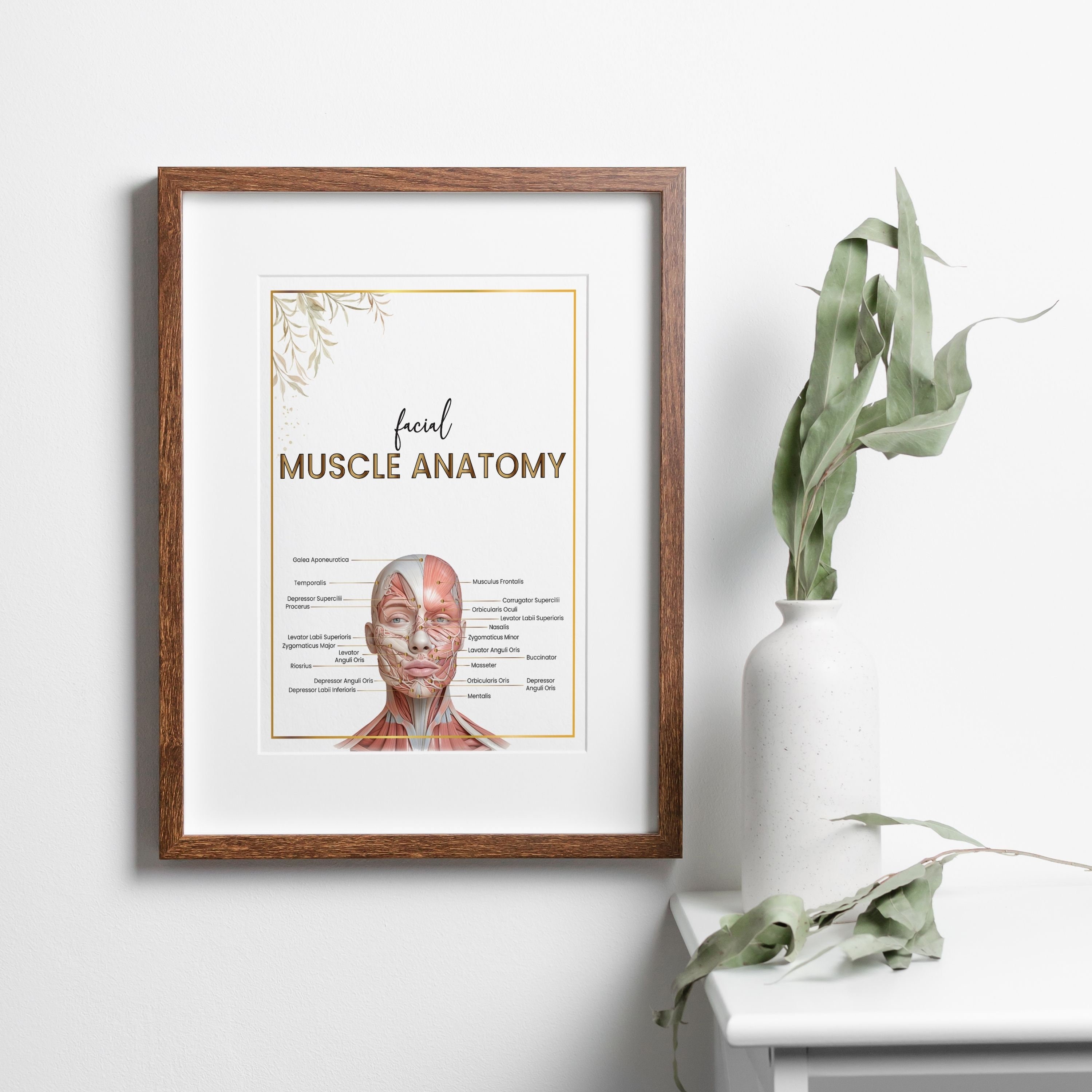 Facial Muscle Art Facial Muscle Anatomy Face Anatomy - Etsy