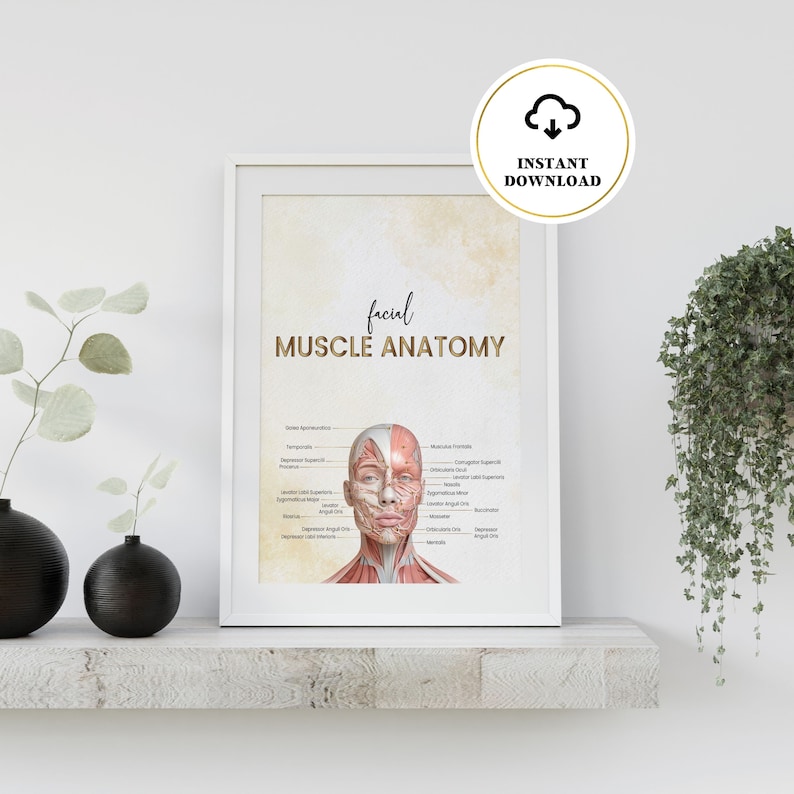 Facial Muscle Art, Facial Muscle Anatomy, Face Anatomy, Anatomy Poster ...