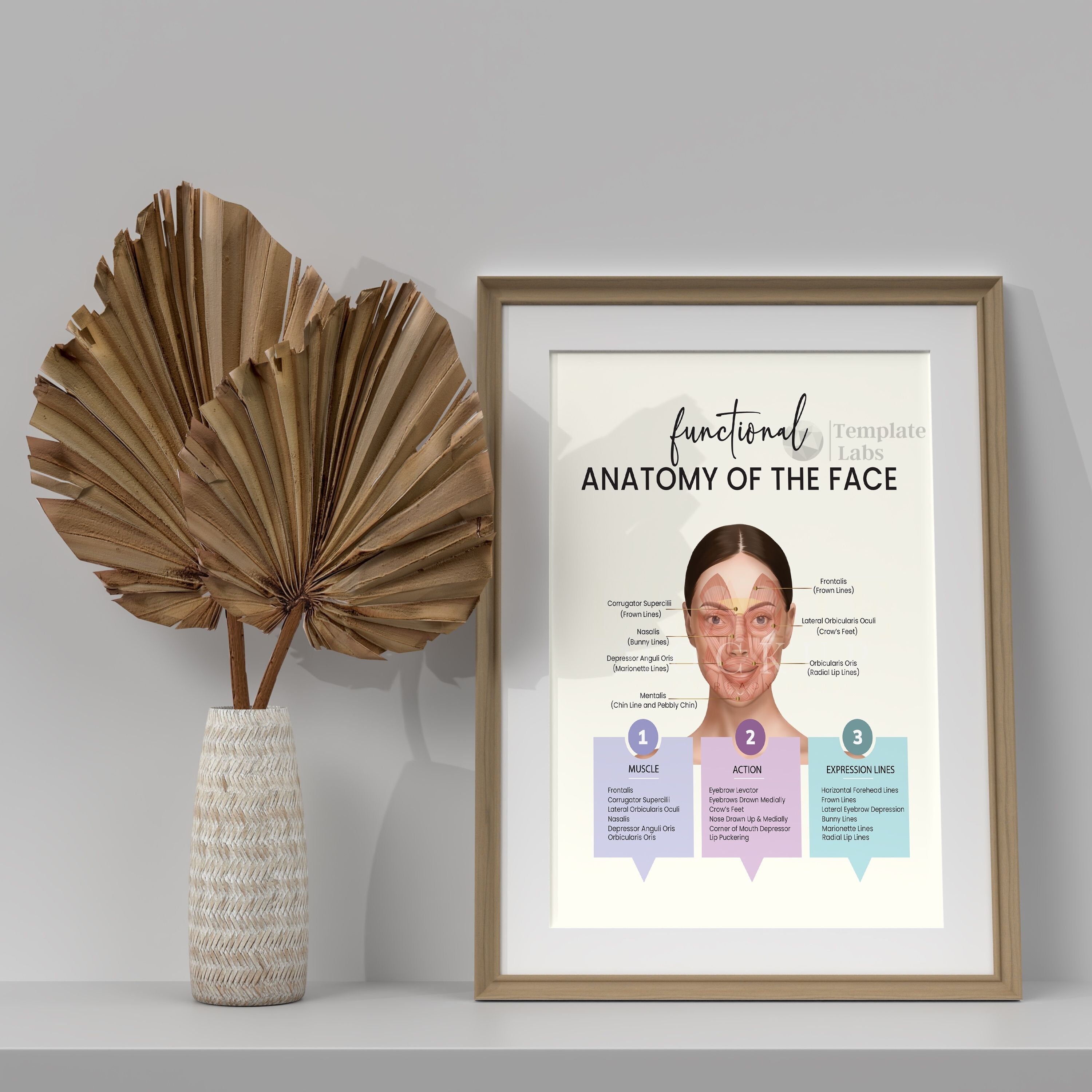 Facial Muscle Art, Facial Muscle Anatomy, Face Anatomy, Anatomy Poster ...