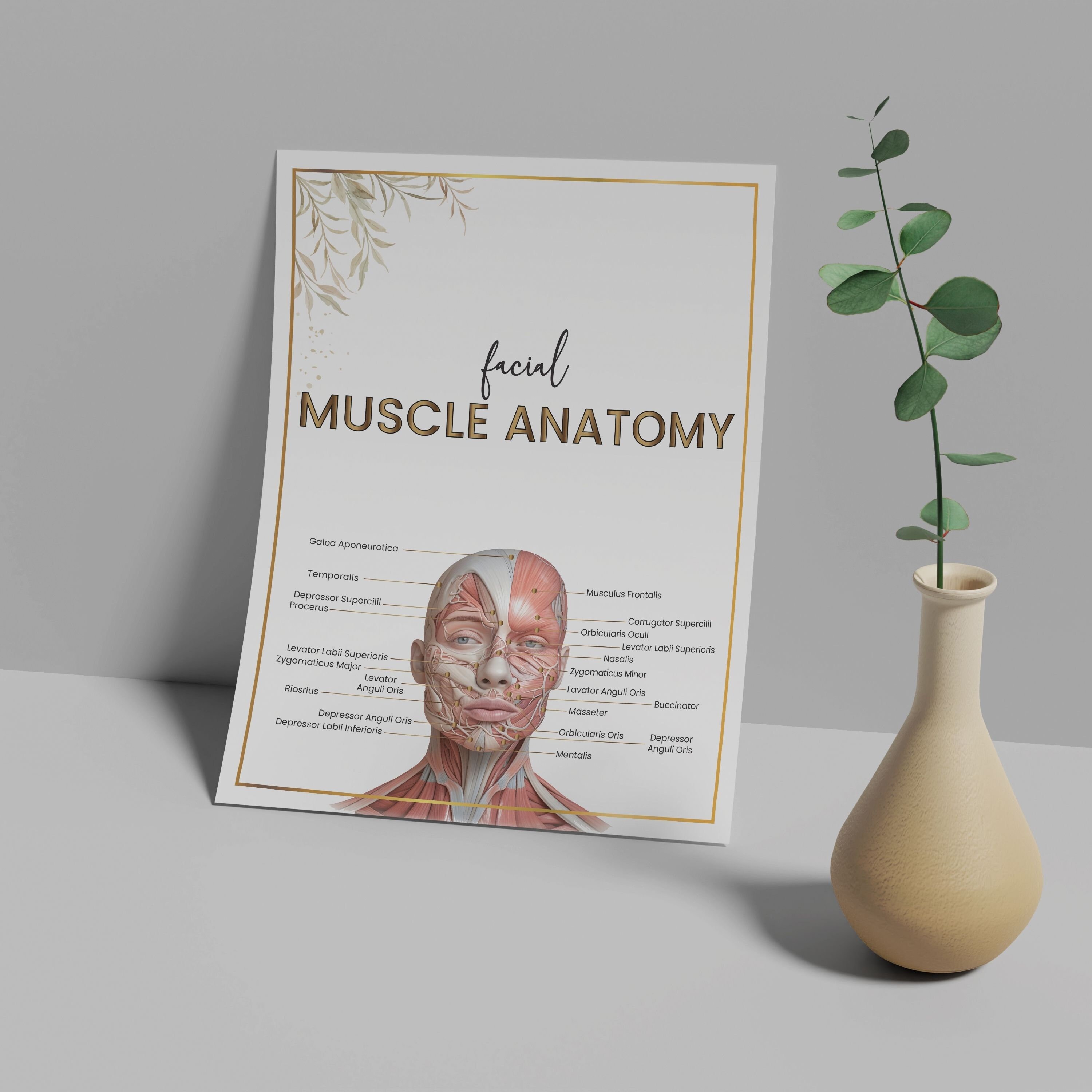 Facial Muscle Art Facial Muscle Anatomy Face Anatomy - Etsy