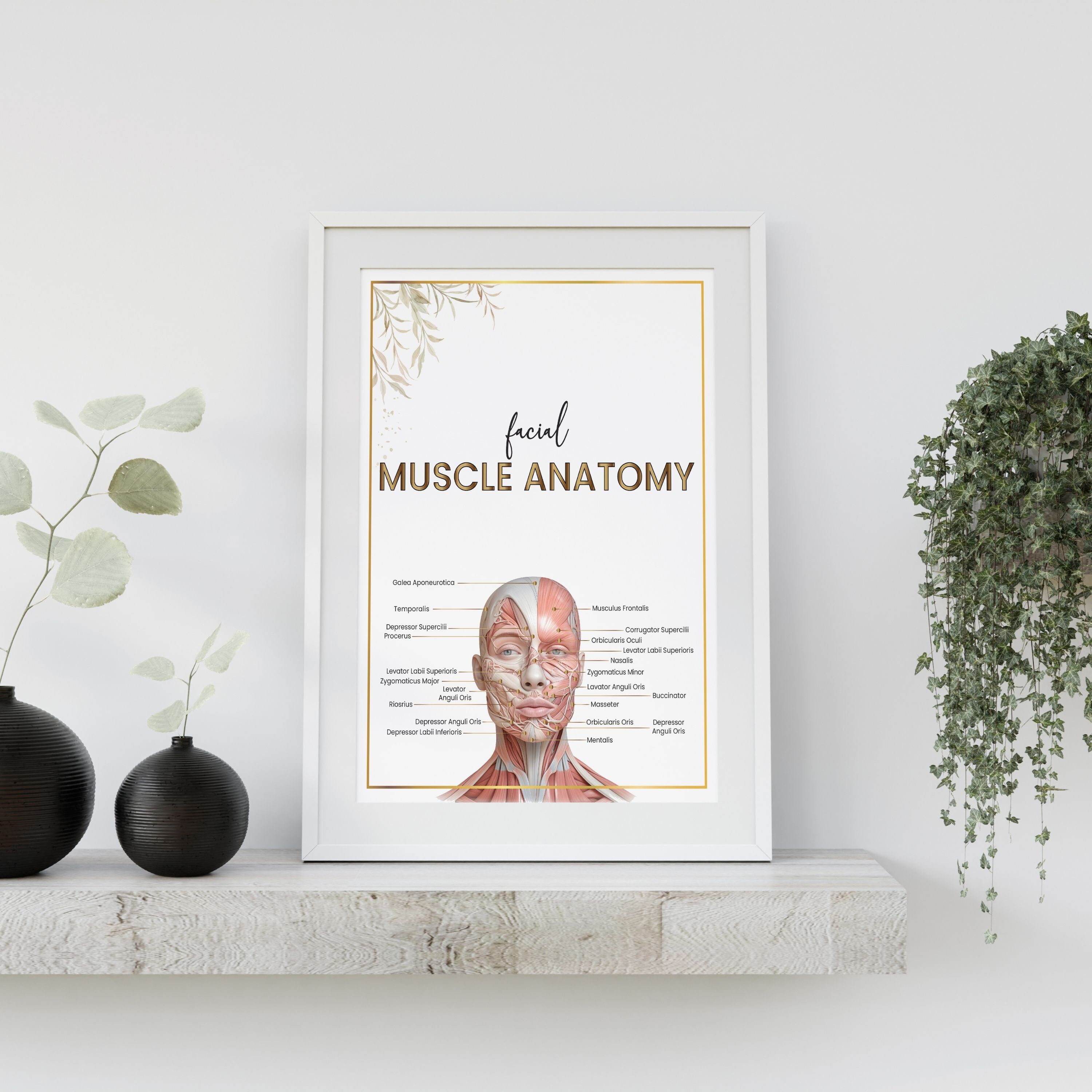 Facial Muscle Art Facial Muscle Anatomy Face Anatomy - Etsy