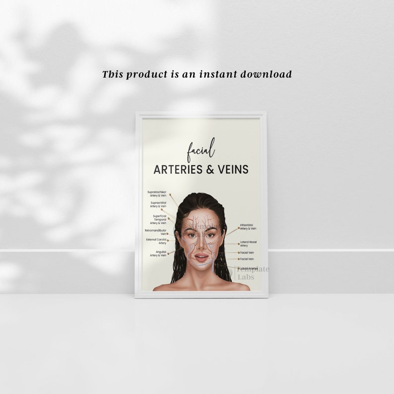 Vein Art, Facial Arteries for Injectors, Face Anatomy Art, Facial ...