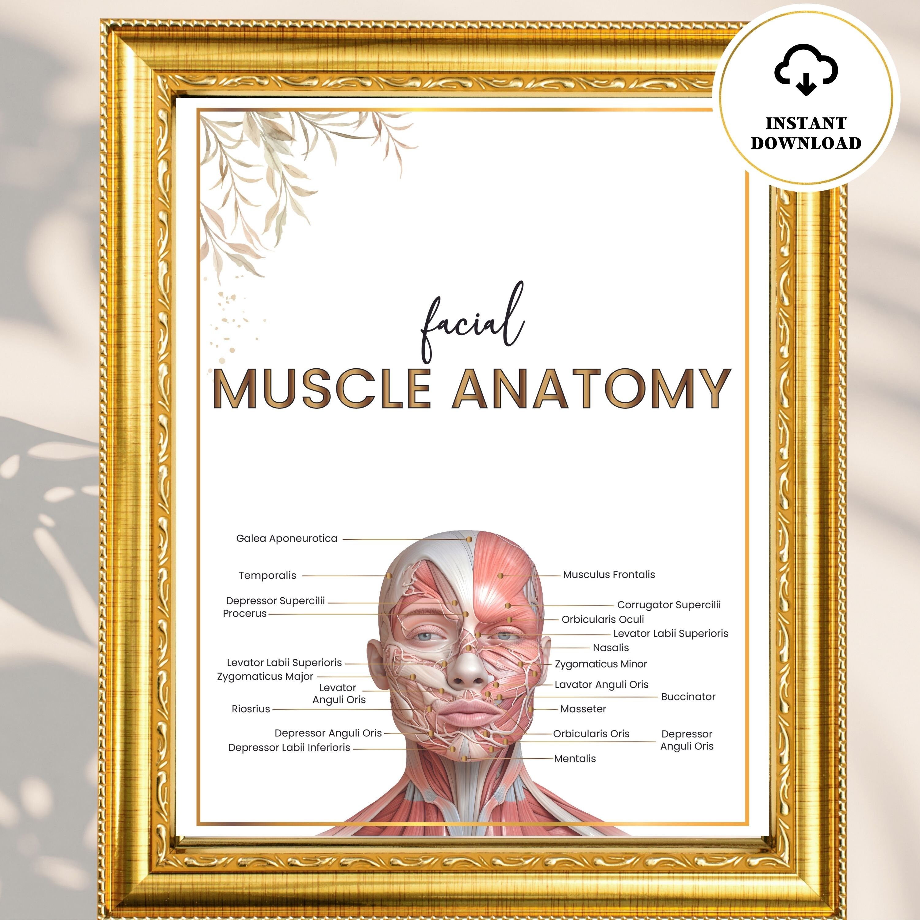 Facial Muscle Art Facial Muscle Anatomy Face Anatomy - Etsy