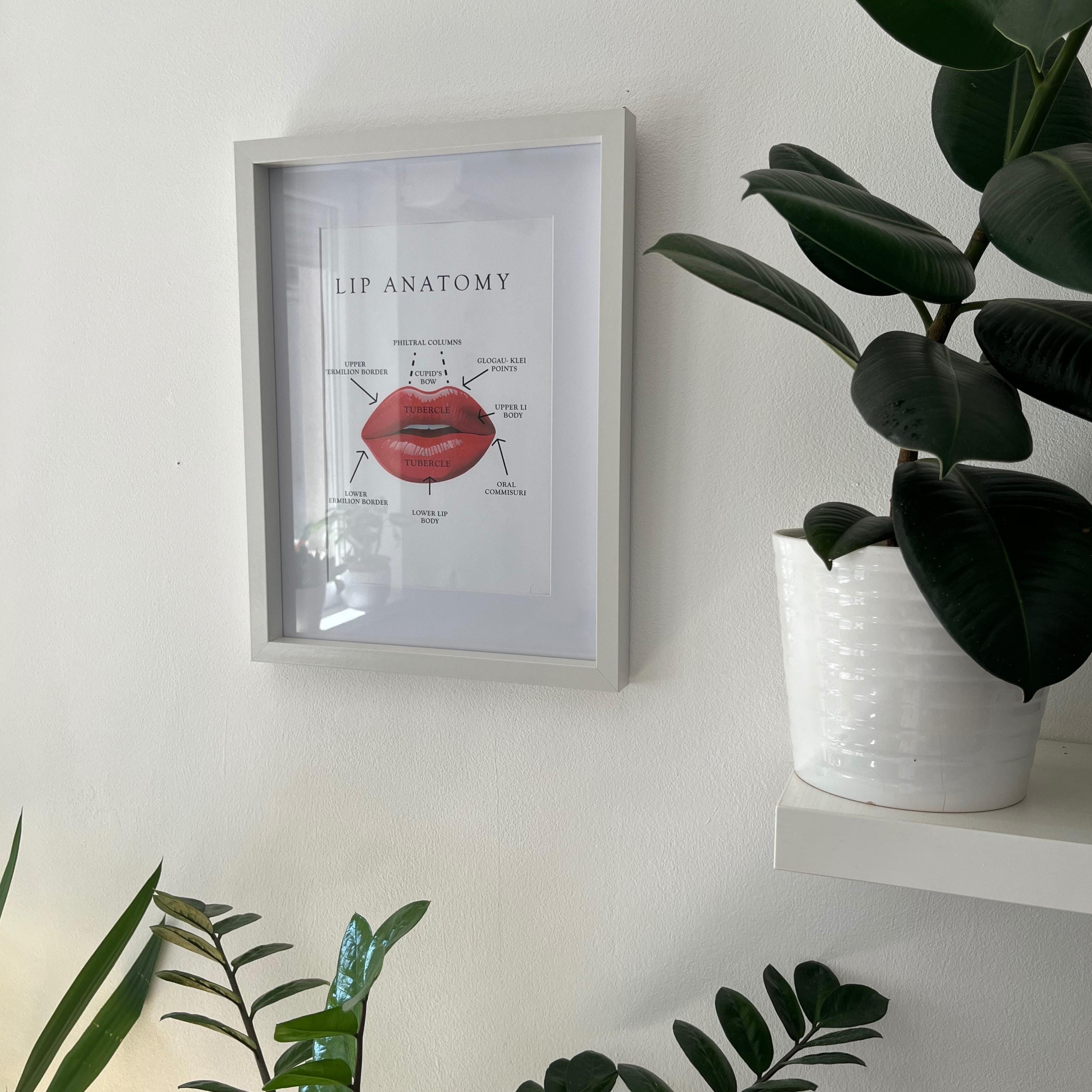 Lip Anatomy, Lip Injector, Lip Wall Art, Lip Print, Lip Enhancement ...