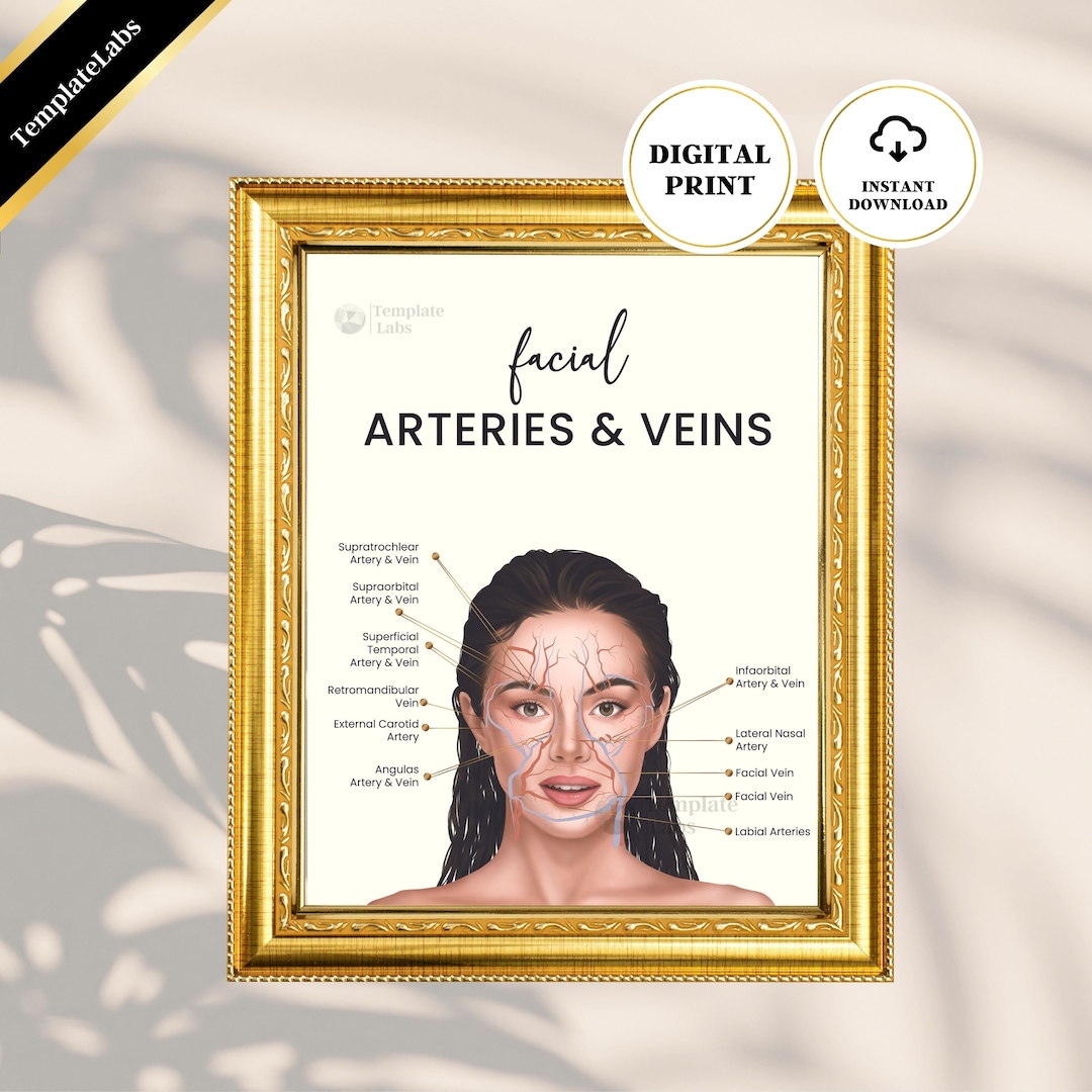 Vein Art, Facial Arteries for Injectors, Face Anatomy Art, Facial ...