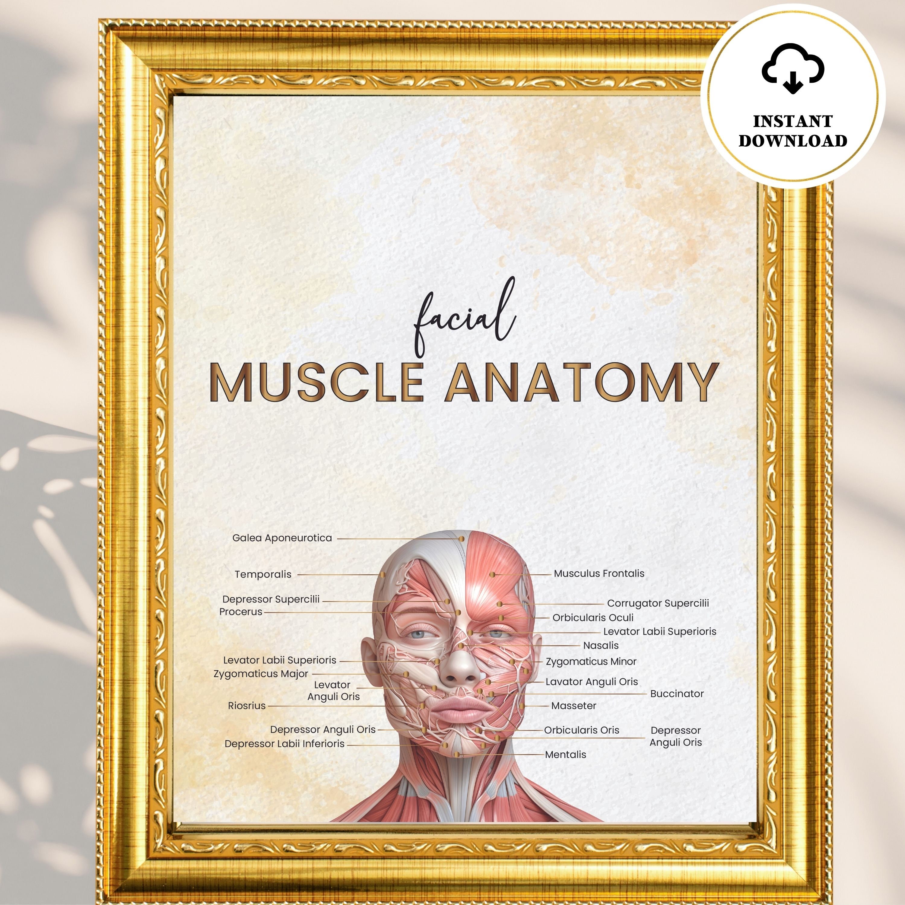 Facial Muscle Art, Facial Muscle Anatomy, Face Anatomy, Anatomy Poster ...