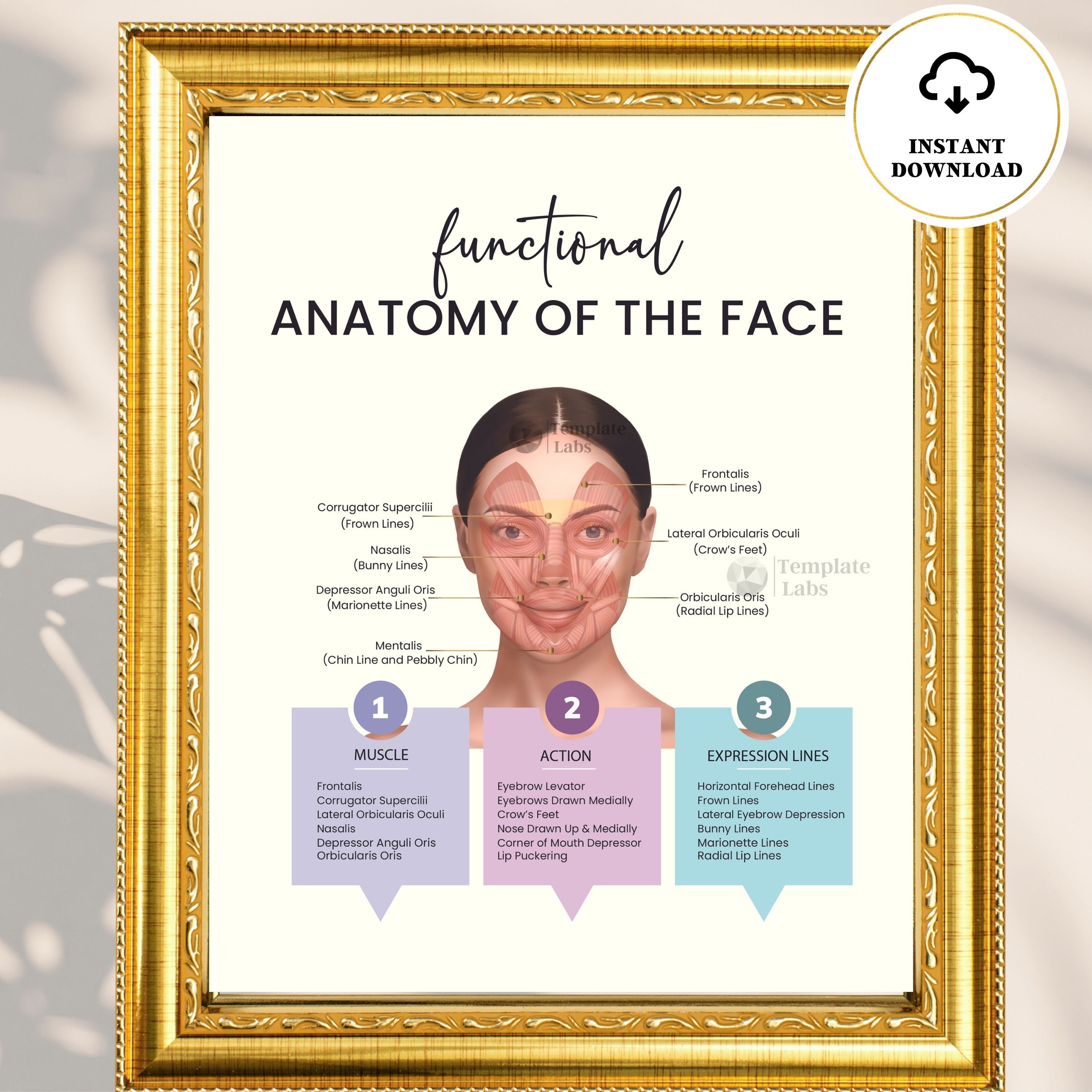 Facial Muscle Art, Facial Muscle Anatomy, Face Anatomy, Anatomy Poster ...