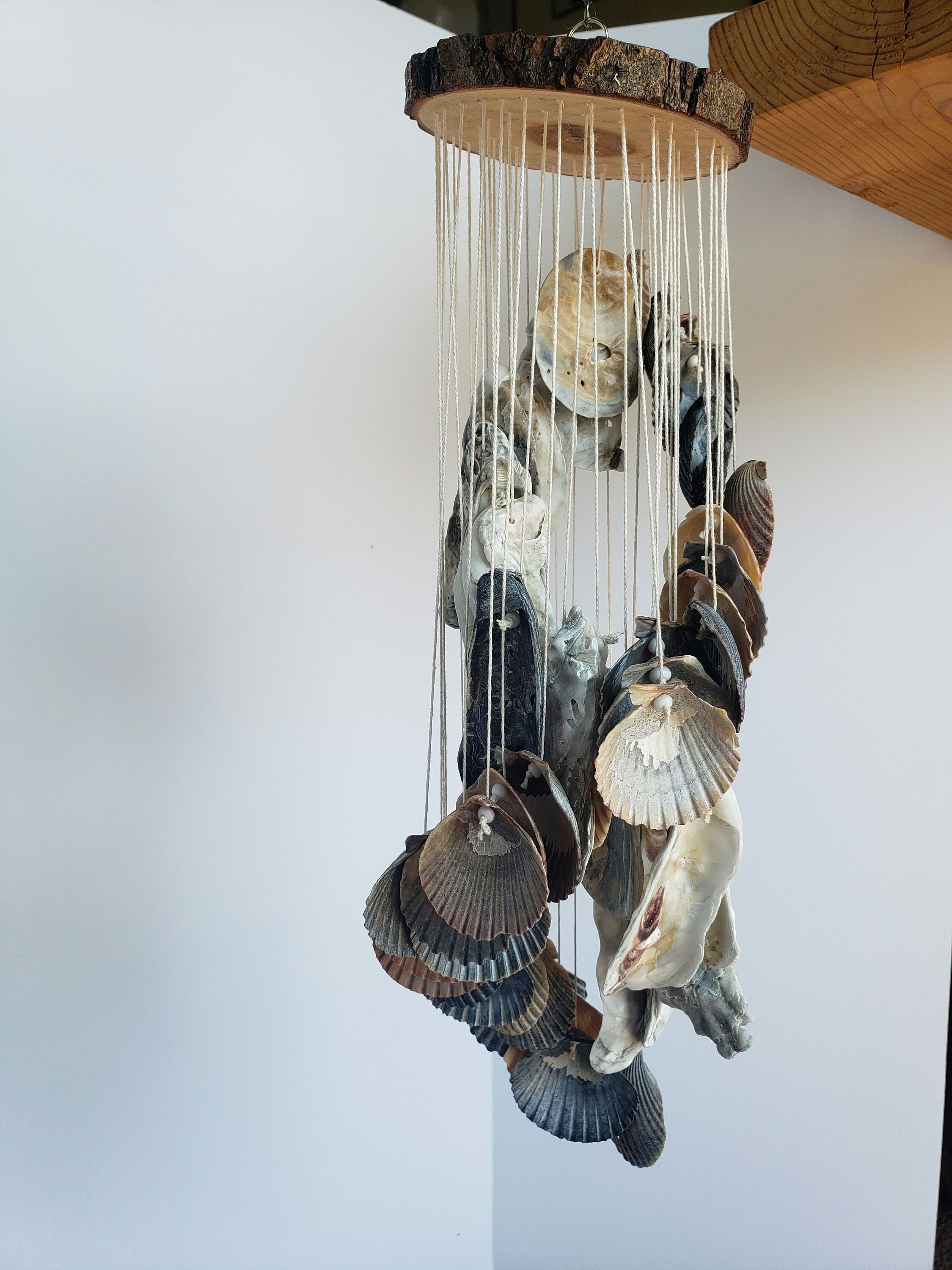 Scallop and Oyster Shell Chime - Etsy
