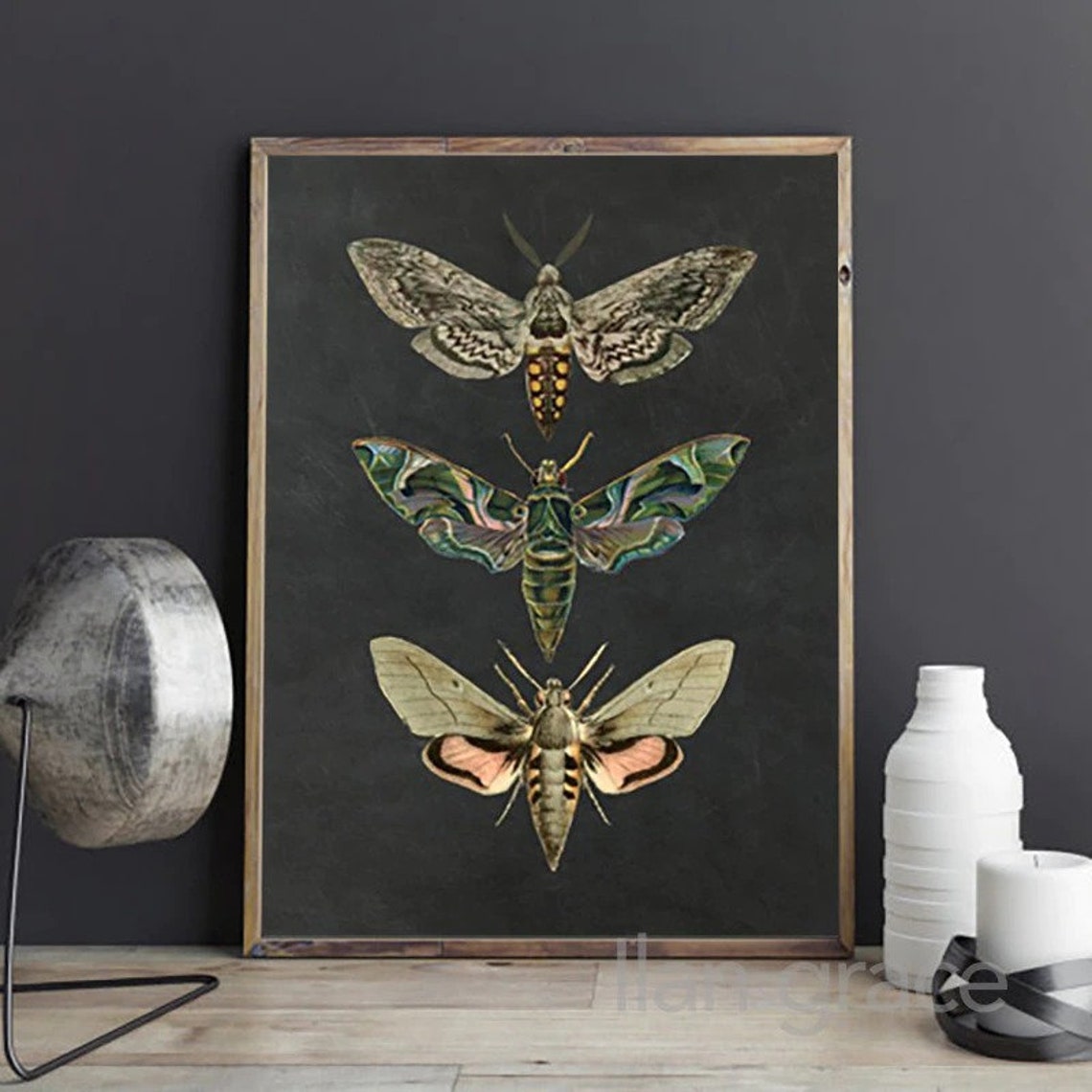 Moth Nature Insect Prints Vintage Poster Home Wall Decor - Etsy UK