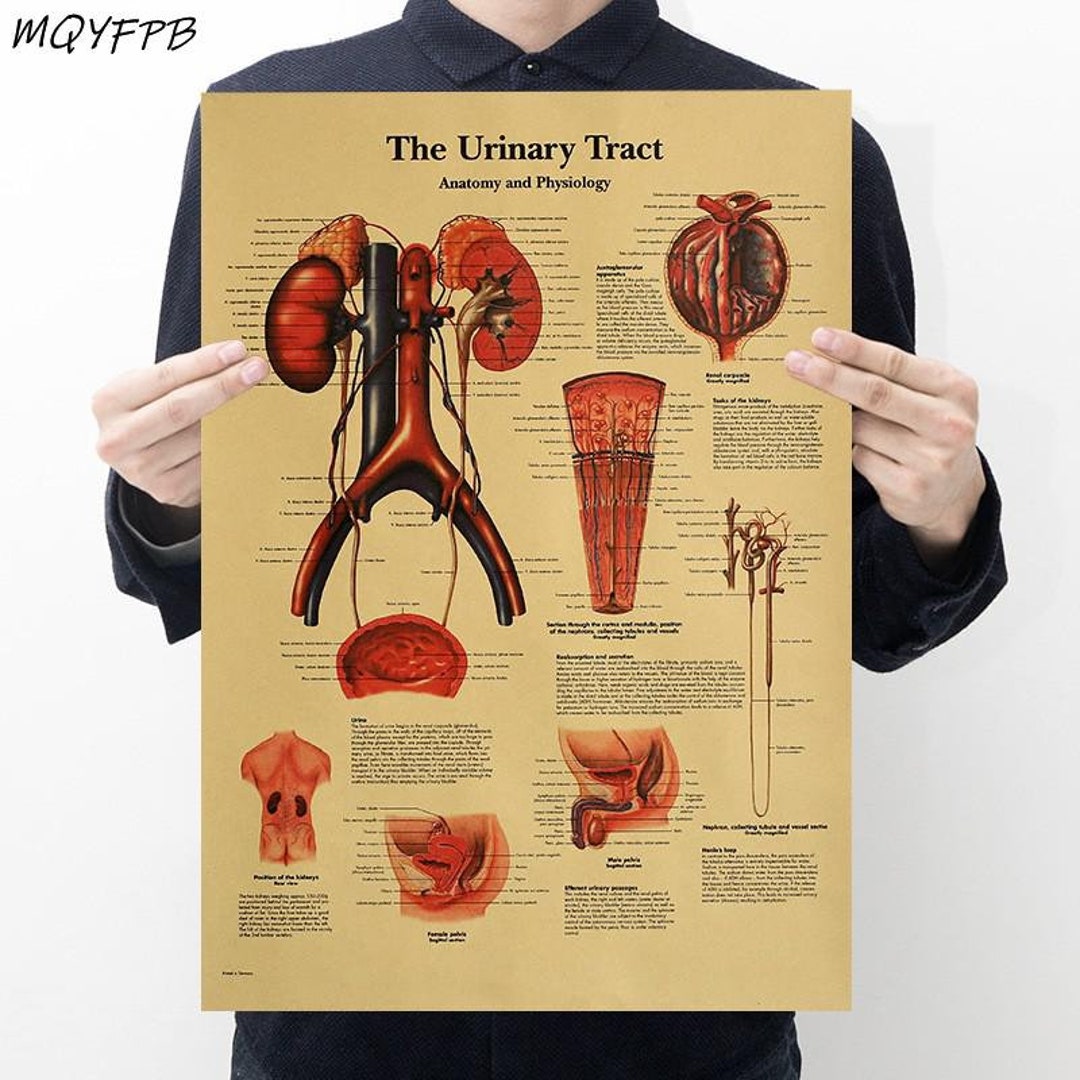 Human Anatomy Urinary System Kraft Paper Poster Home Room Wall ...
