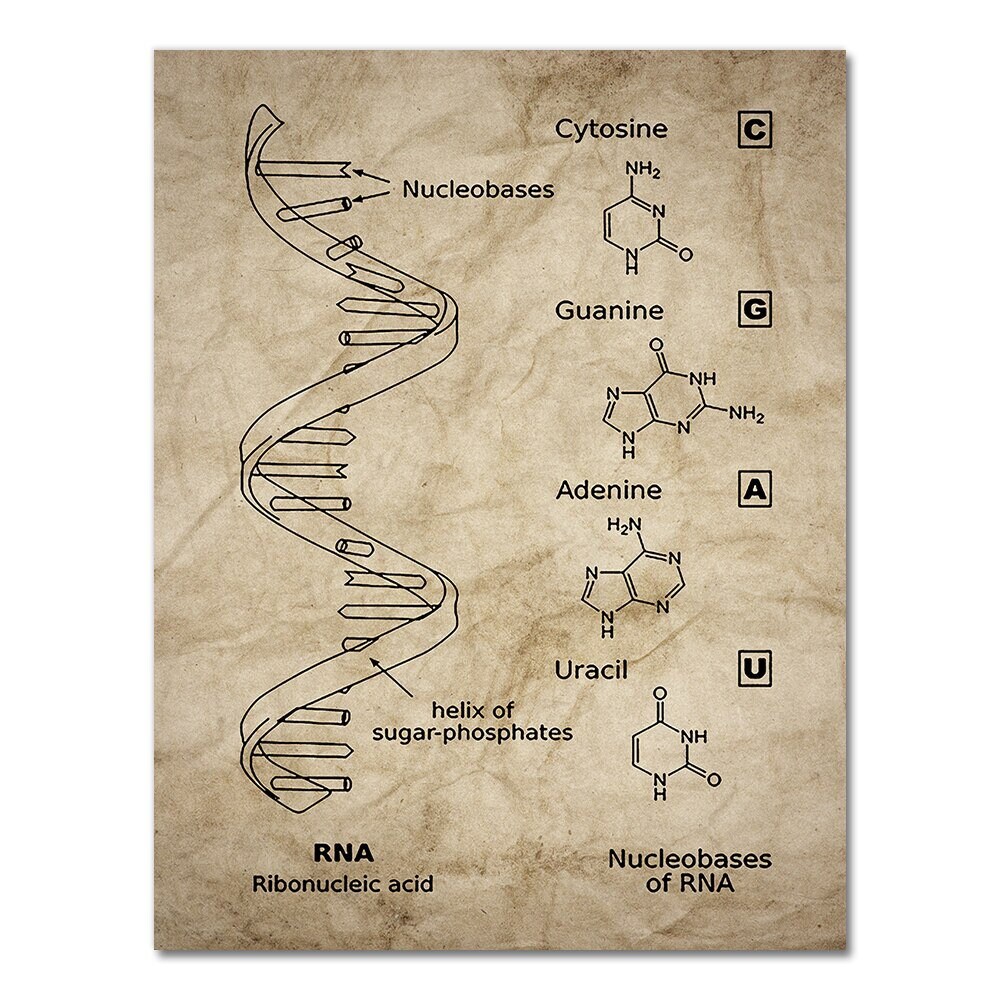 Rna Drawing