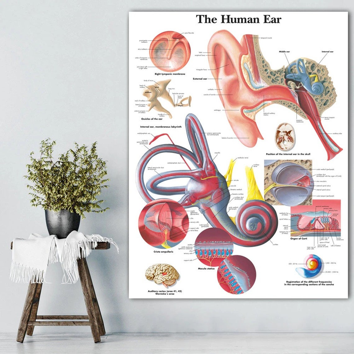 Human Ear Anatomy Anatomical Charts Posters HD Prints Canvas Painting ...