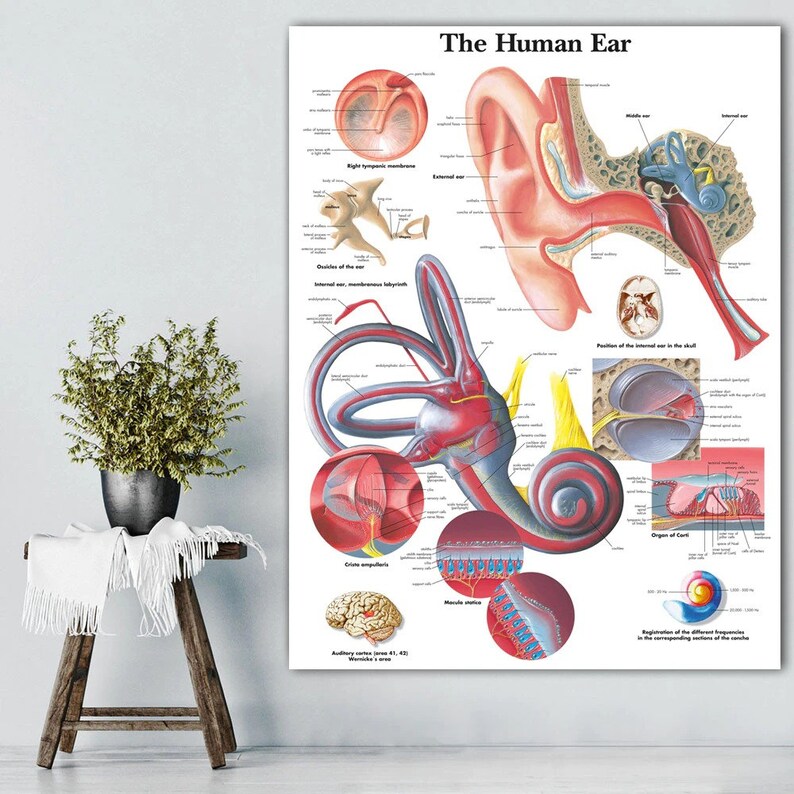 Human Ear Anatomy Anatomical Charts Posters HD Prints Canvas | Etsy Canada