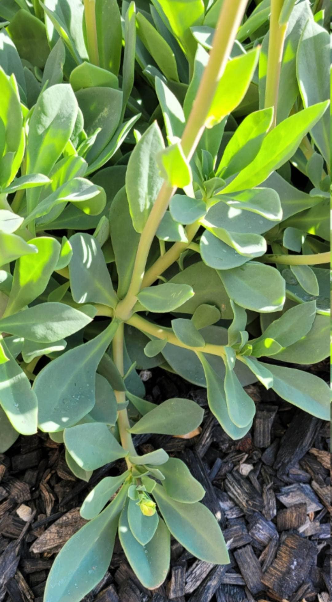 Calandrinia Spectabilis "rock Purslane" Succulent Plant - Etsy
