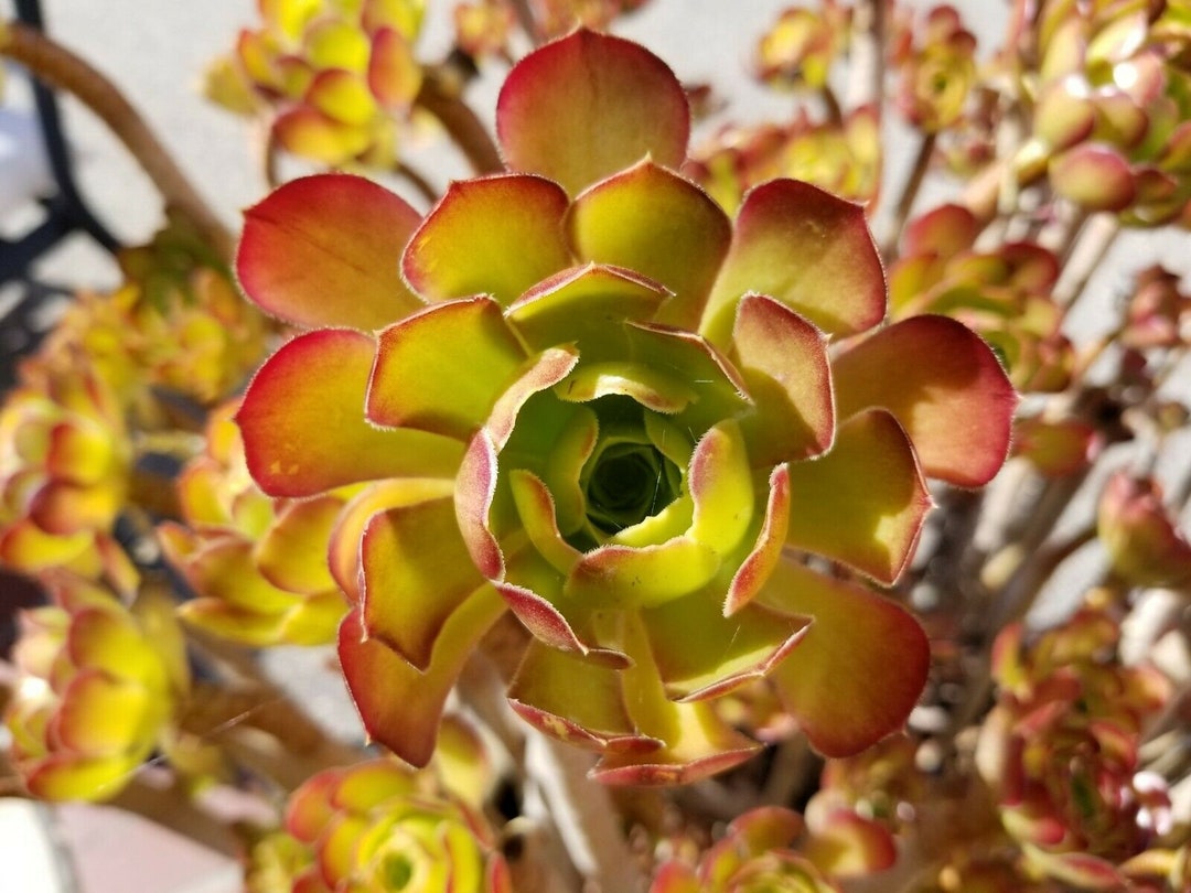 Rare Hybrid Aeonium Blushing Beauty Bonsai Succulent Fresh Cuttings - Etsy