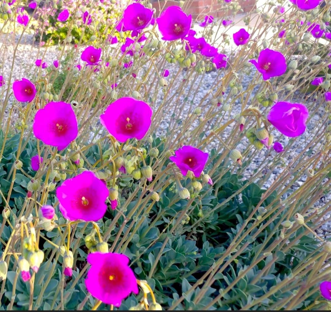 Calandrinia Spectabilis "rock Purslane" Succulent Plant - Etsy