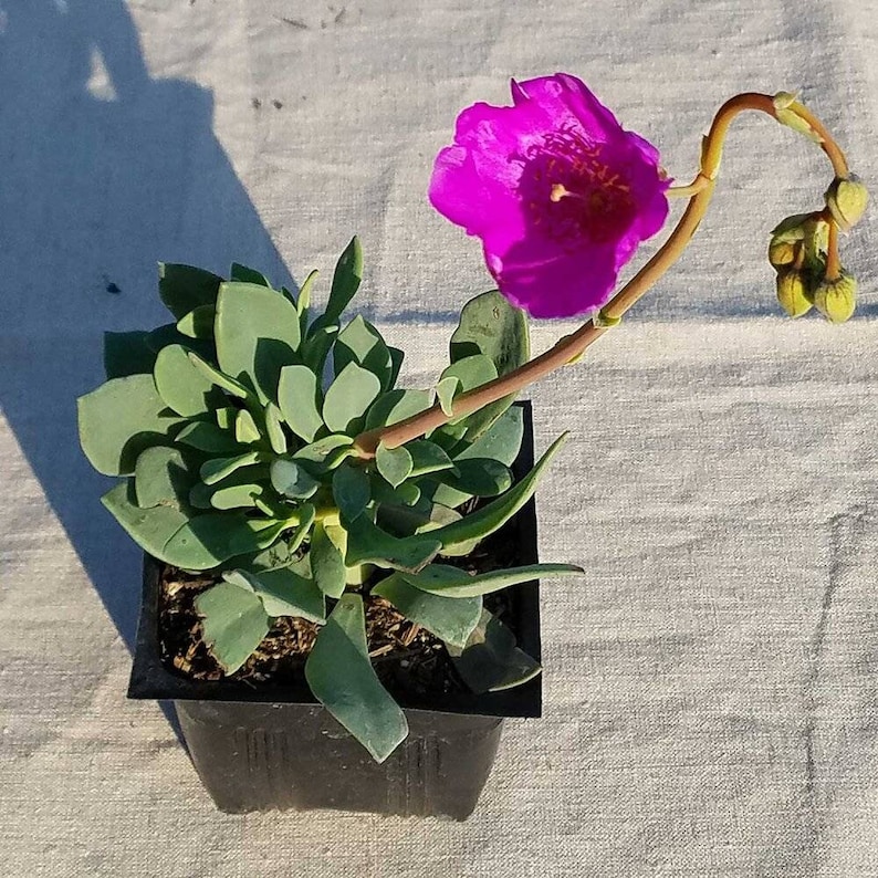 Calandrinia Spectabilis "rock Purslane" Succulent Plant - Etsy