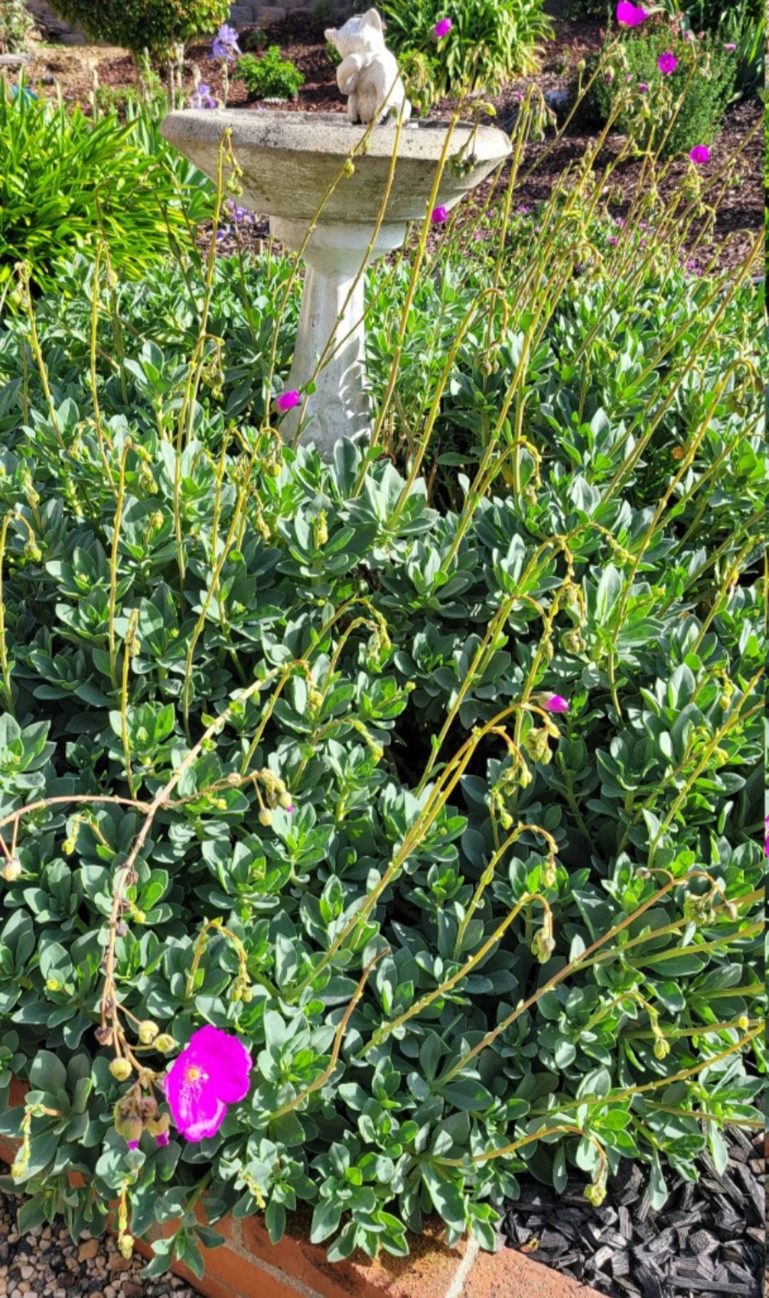 Calandrinia Spectabilis "rock Purslane" Succulent Plant - Etsy