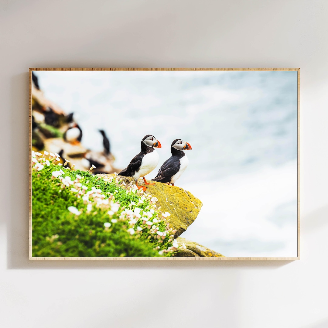 Puffin Print – Irish Coastal Wall Art From Saltee Island - Etsy