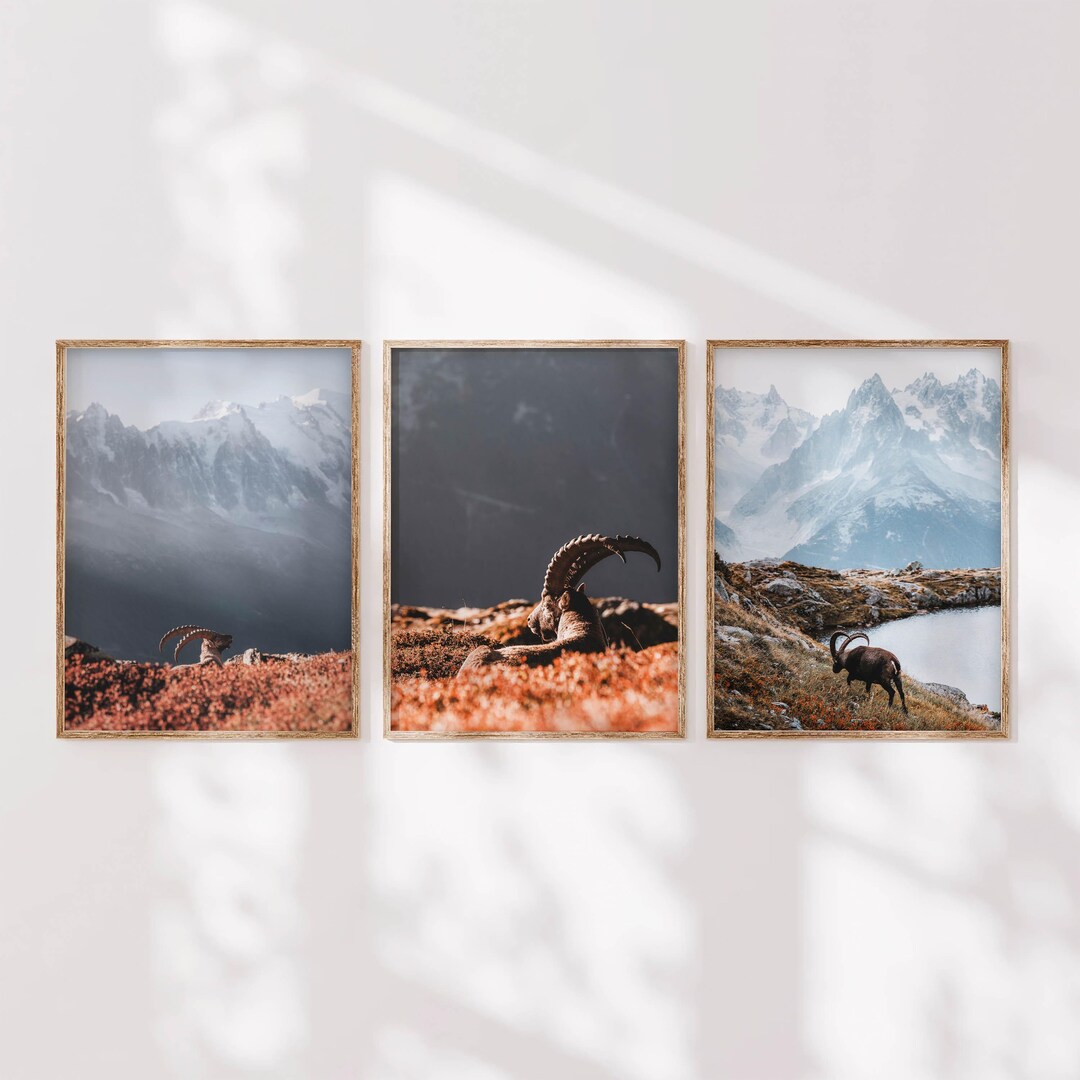 Ibex at Lac Blanc, Chamonix, French Alps, France Set of 3 Wildlife ...