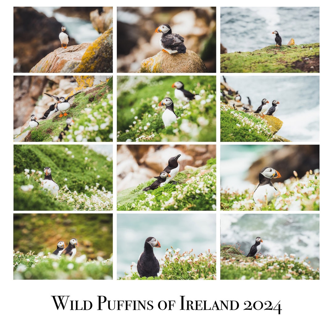 2024 Puffin A4/A3 Wall Calendar Featuring Stunning Photography - Etsy UK
