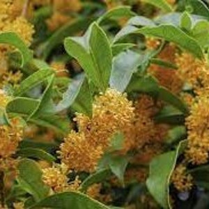 Yellow Tea Olive Plant - Flowering Fragrant Tea Olive Plant - Etsy