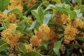 Yellow Tea Olive Plant Flowering Fragrant Tea Olive Plant - Etsy
