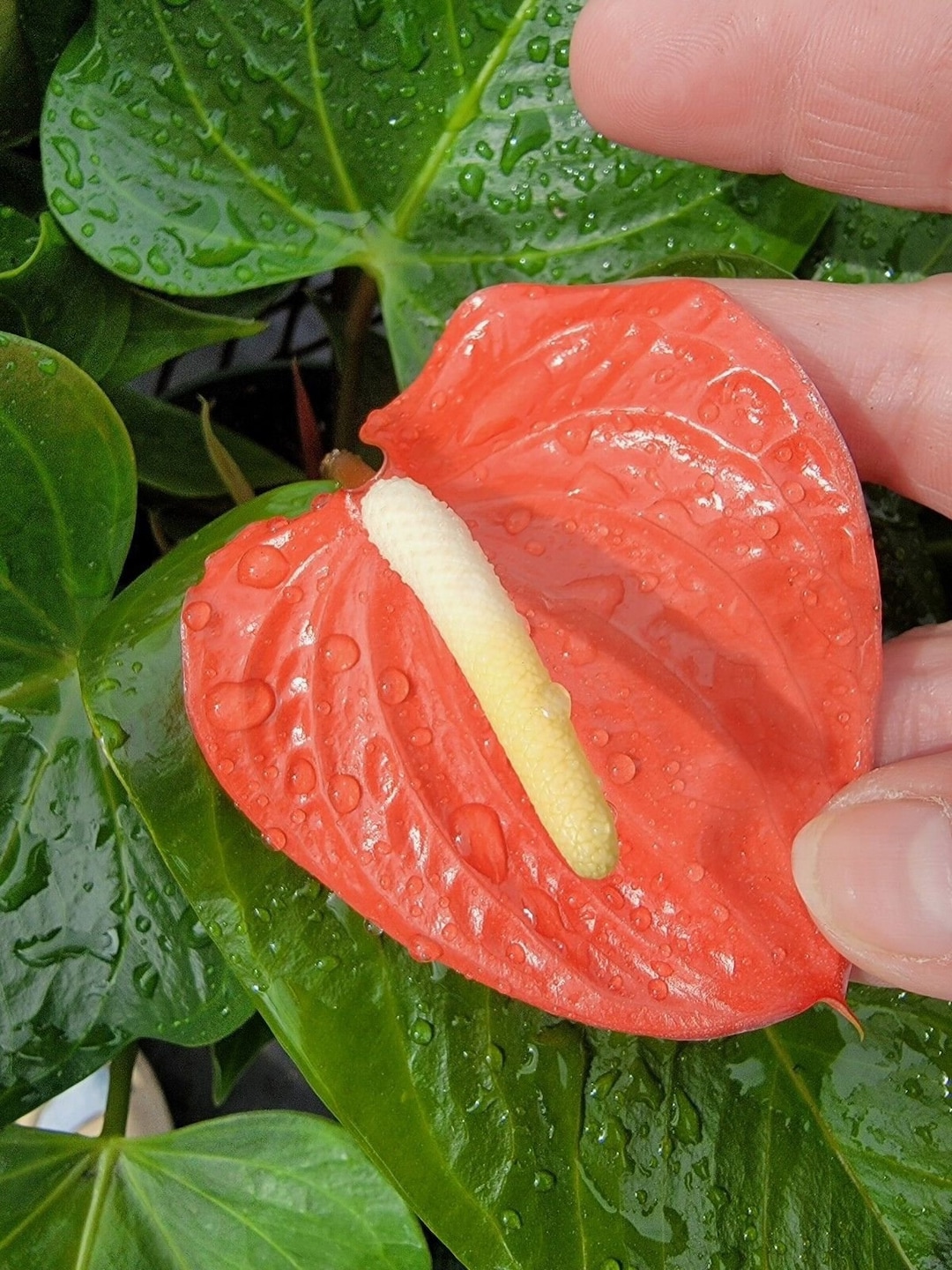 Coral Orange Anthurium Live Plant Easy Plant Flowering Houseplant Coral ...