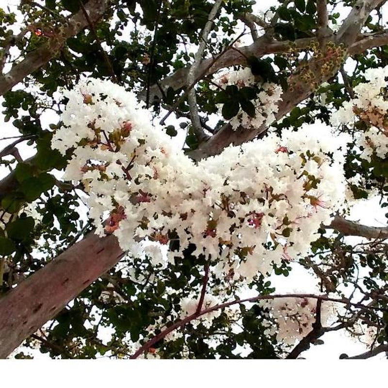 Crape Myrtle Plant - Etsy