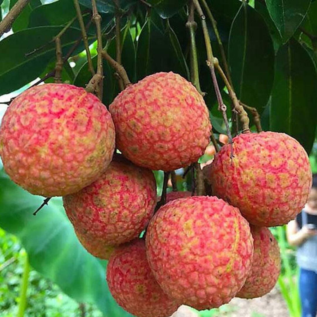 Lychee Tropical Plant , Exotic EDIBLE Tree Fruit Tree Litchi Seedling ...
