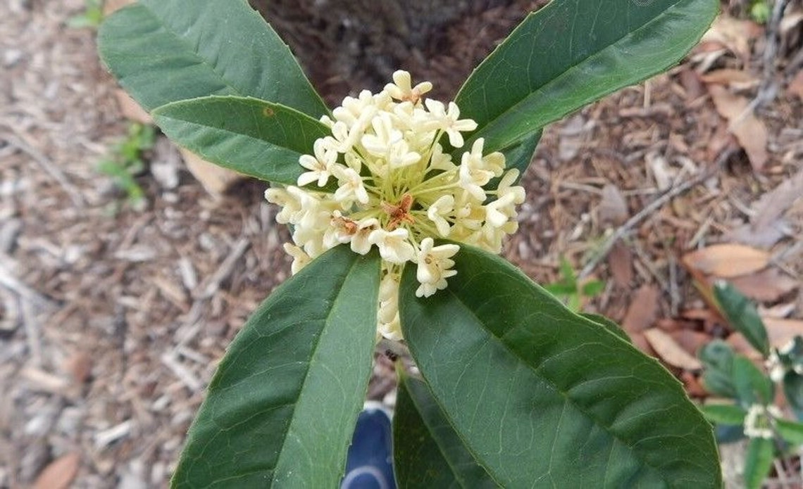 Fragrant Tea Olive Osmanthus - Fudingzhu - Healthy Well Rooted Starter ...
