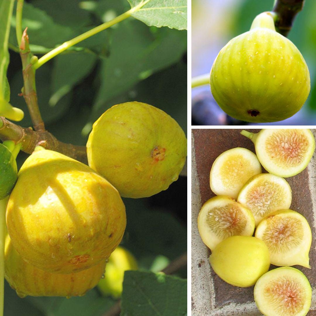 Yellow Long Neck Fig Plant Ficus Carica Yellowfruit Tree Starter Plant ...