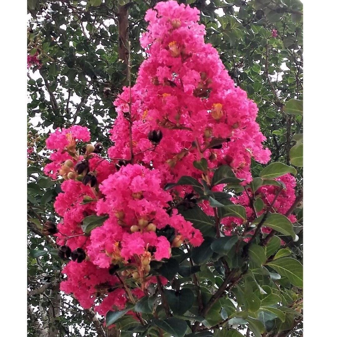 Hot Pink Crepe Myrtle Plants, Live Starter Plants Bushes Trees Rooted ...