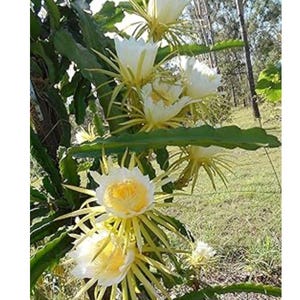 Dragon Fruit Plant - Edgar's Baby Dragon Fruit Cactus - Tropical Fruit ...