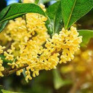 Yellow Tea Olive Plant - Flowering Fragrant Tea Olive Plant - Etsy